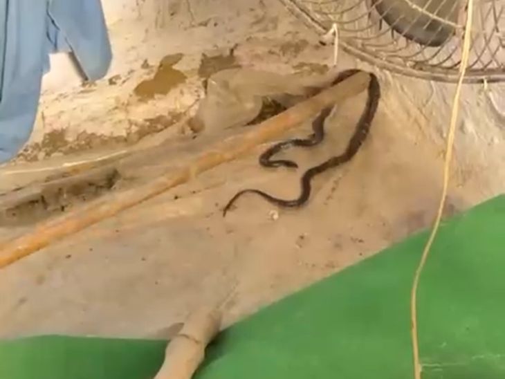 A poisonous snake entered a house in Salon | सलोन में घर में घूसा ...