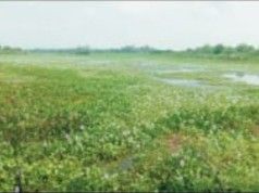 Ayodhya's Samda Bird Sanctuary project is incomplete | अयोध्या का समदा ...