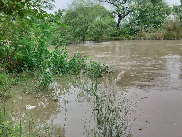 Control of erosion by removing trees fallen in Sharda Double Canal