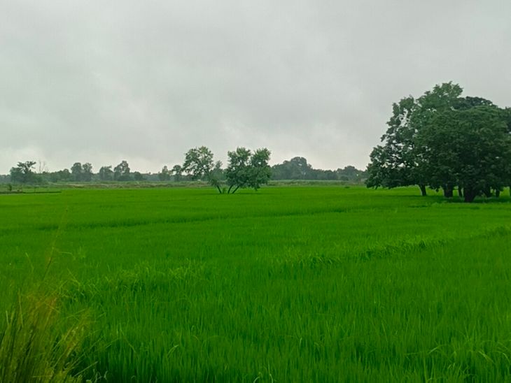 Rain brings relief to farmers in Shri Dutt Ganj | श्रीदत्तगंज में बारिश ...