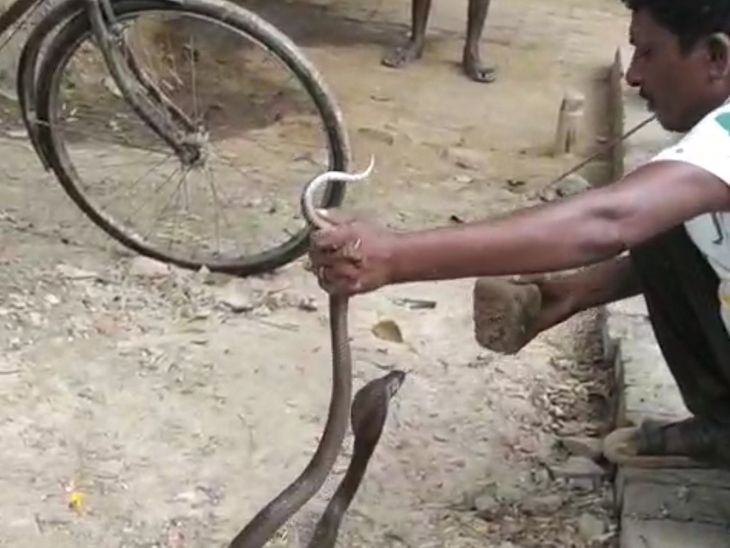 The snake that bit 13 times in 40 days was caught