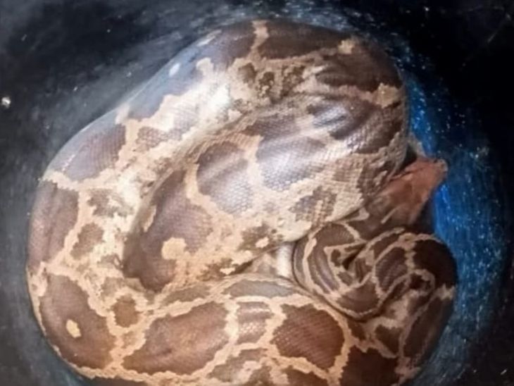 12 foot long python knocked