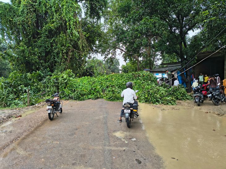 Traffic disrupted due to falling of tree on Bangaon Road | बनगांव रोड ...