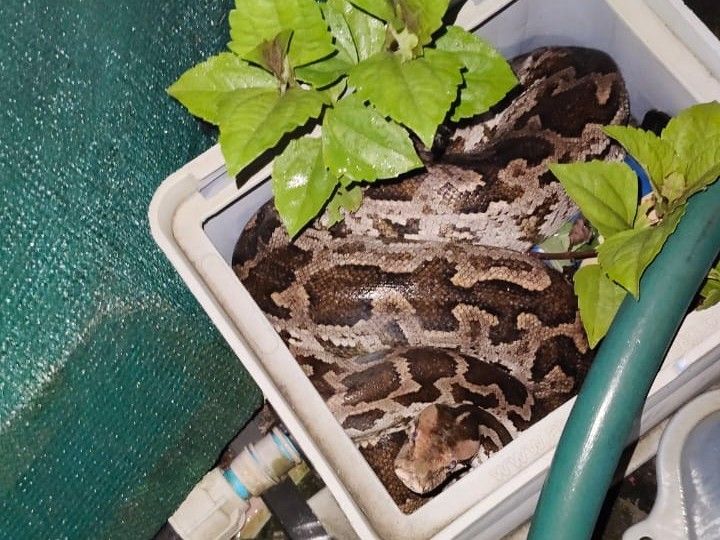 An 8-foot python was found on the roof of a house.