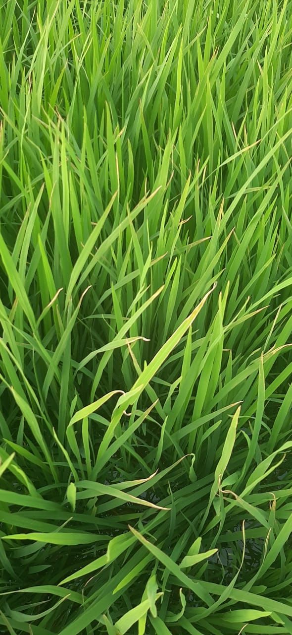 First fertilizer, now water shortage, so stem borers and aphids are ...