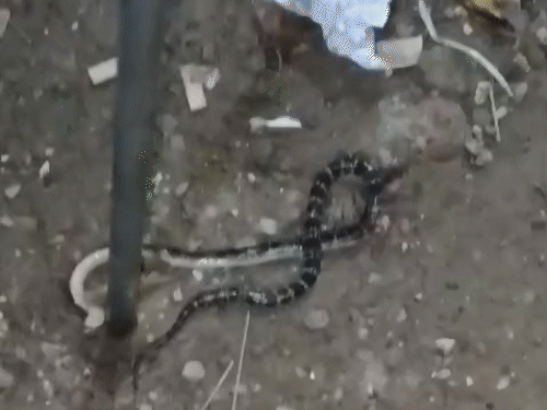 Punjab-Ludhiana-B-Pharmacy-Student-Bitten-Snake-News| Ludhiana-Common ...