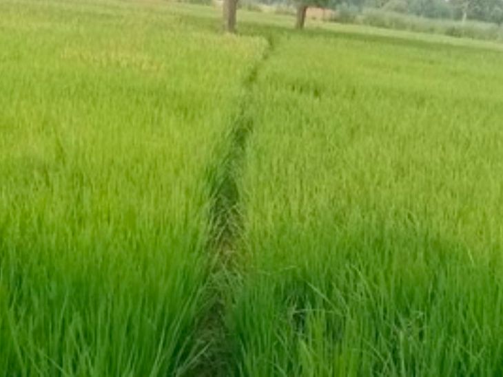 Farmers in Fatehpur's Dhata get only 10 hours of electricity. | फतेहपुर ...