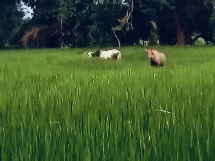 Stray animals create havoc in Nagaram