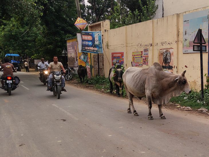 Accidents due to stray animals increased in Barabanki | बाराबंकी में ...