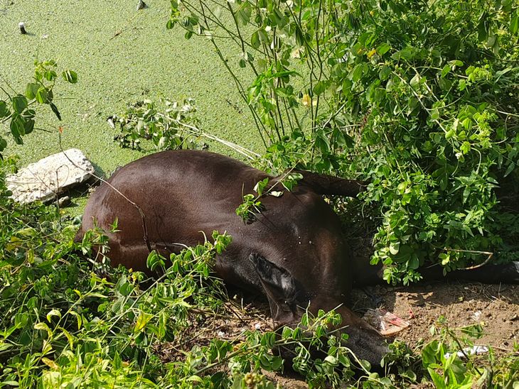 A dead animal was found on the banks of a pond in Agra's Parana; the ...
