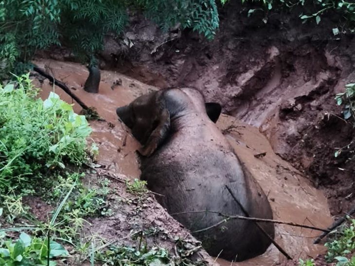 Elephant falls into a pit in Surguja, rescued by forest department