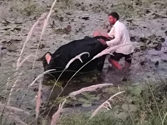 Rescued a cow trapped in a swamp in Hastinapur | हस्तिनापुर में दलदल ...