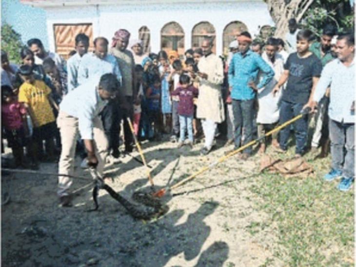 Python found at the root of a banyan tree in Avagarh | अवागढ़ में बरगद ...