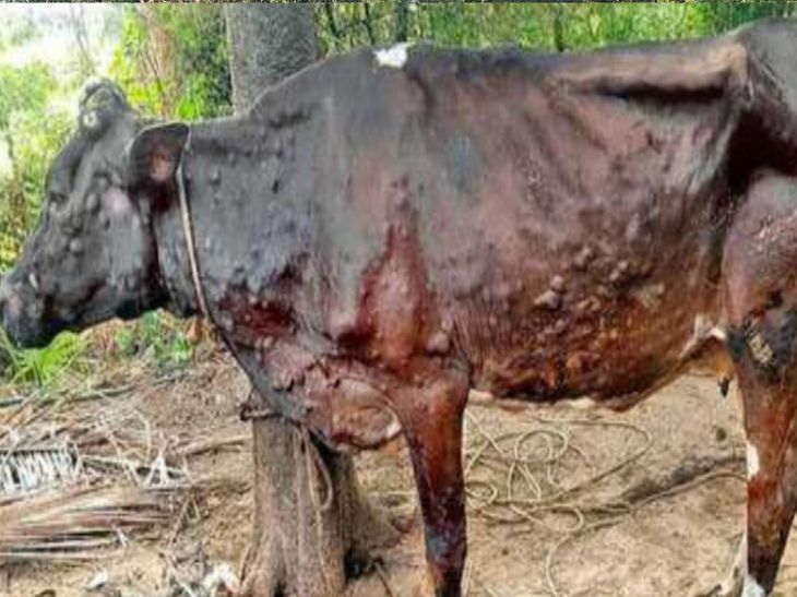 Cattle infected with Lumpy virus in Tarun | तारुन में लंपी वायरस से ...