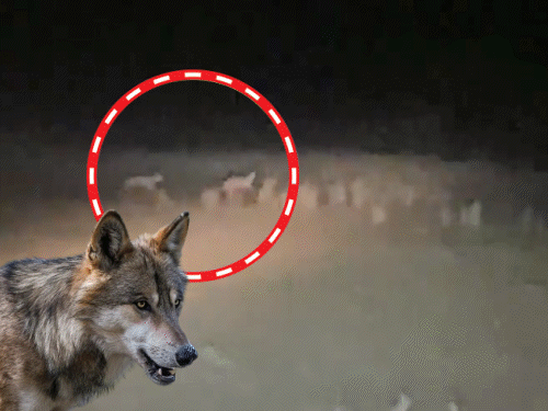 Bahraich Wolf Attack Photos; 8-Year-Old Child Injured in Wolf Attack