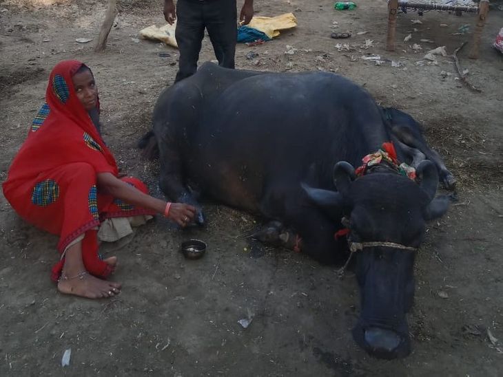 250 animals in Tantigaon suffer from foot and mouth disease | टैंटीगांव ...