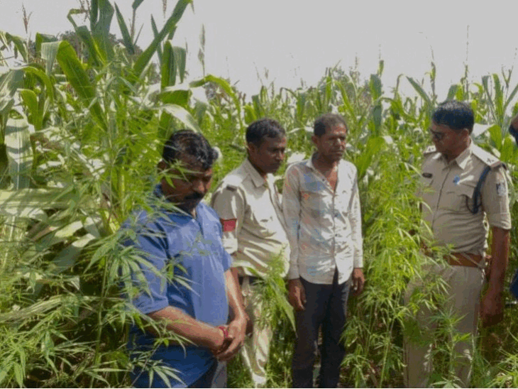 Cannabis cultivation hidden in maize crop: Suwasra police seized 800 ...