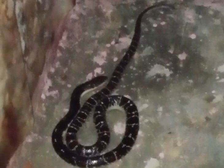 5-foot poisonous common krait found in Secunderabad | सिकंदराबाद में 5 ...