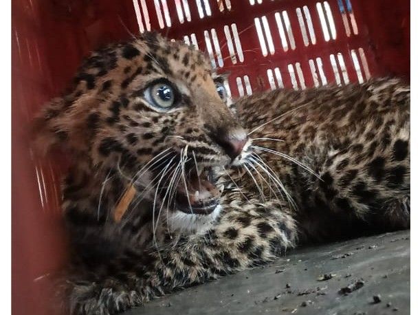 Leopard cub found in Mortalai of Khetia in Barwani