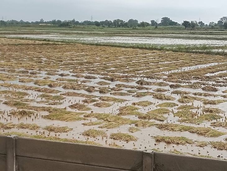 Rain in Mathura submerged paddy and millet crops | मथुरा में बारिश से ...