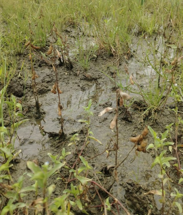 40% of the soybean crop was destroyed by excessive rainfall and the ...