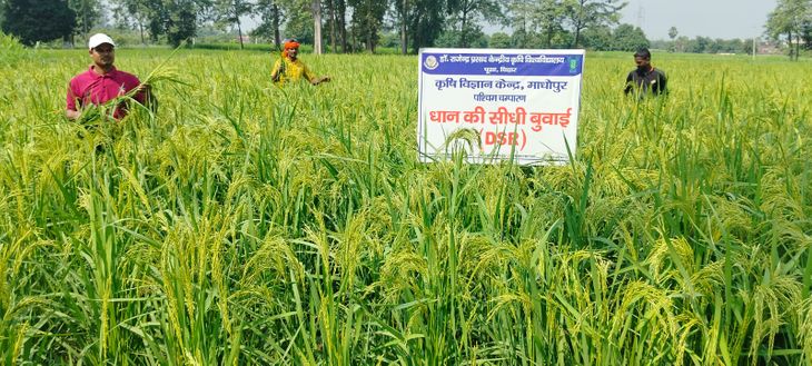 Direct sowing of paddy is increasing production, reducing costs and ...