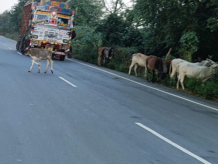 Accidents due to stray animals on Godna Ghadi