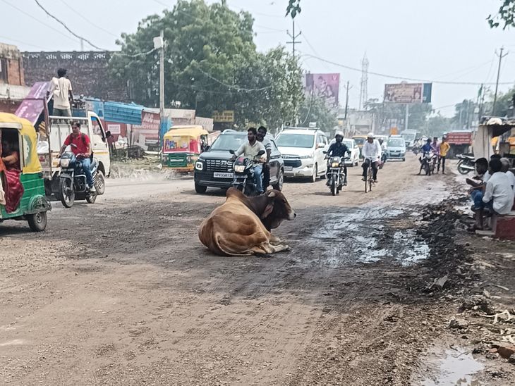 Danger of accidents due to stray animals