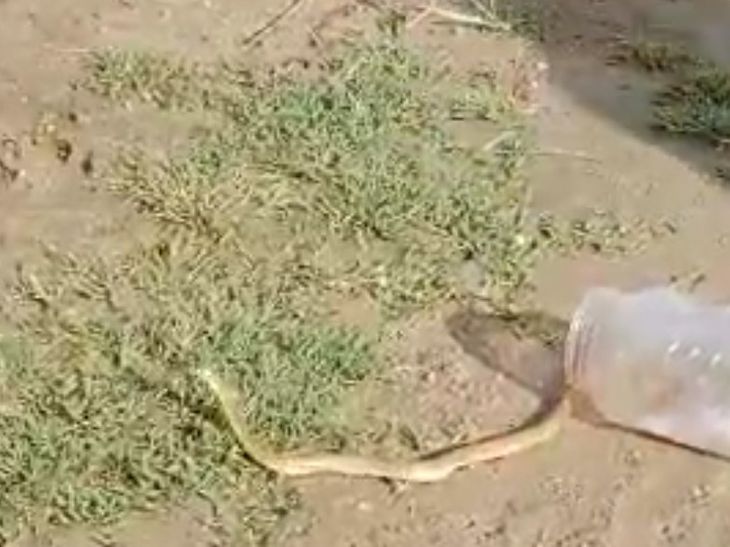 A poisonous snake was found in Kolahi village.