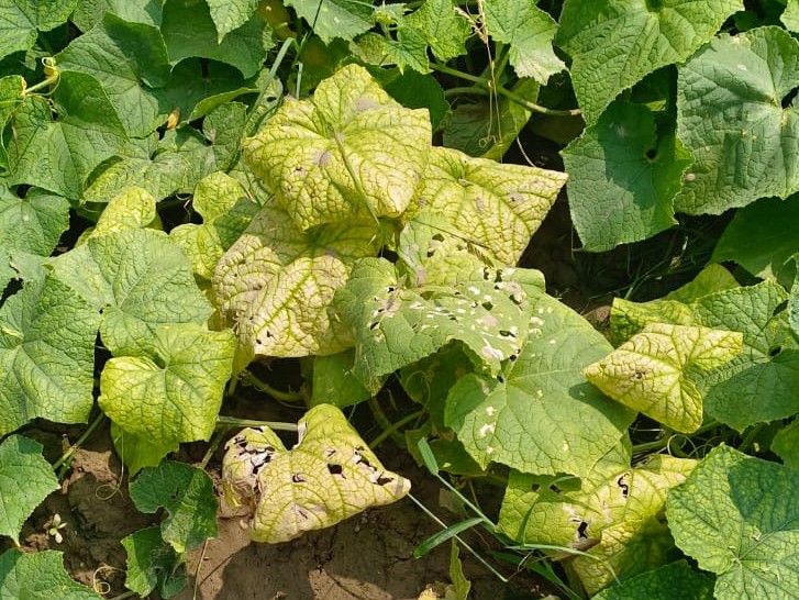 Rain causes scab disease in cucumber crop