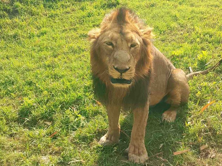 Babbar lion dies of epilepsy in Gorakhpur zoo
