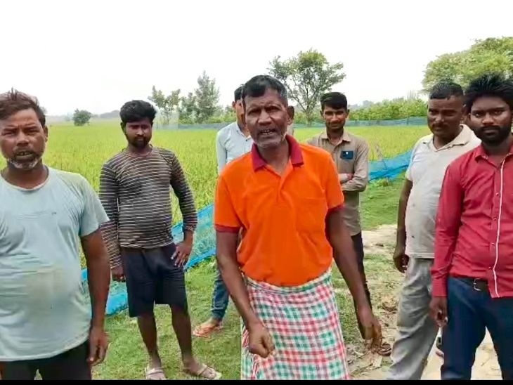 Wild animals wreak havoc in Suratganj, villagers panic | सूरतगंज में ...