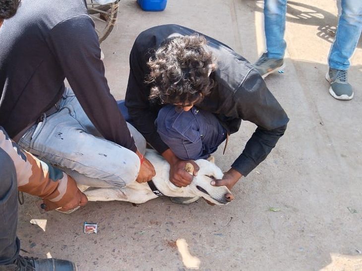 Vaccination of dogs to protect tigers from canine distemper virus ...