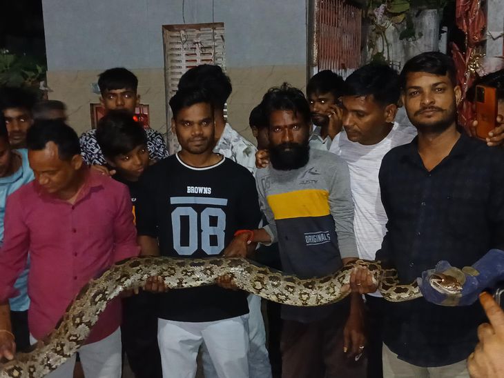 A 14-foot-long python was spotted in Raita Kheda. | रायता खेड़ा में ...