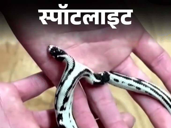 Two Headed Snake Story; Rare California Kingsnake | Zeke Angel