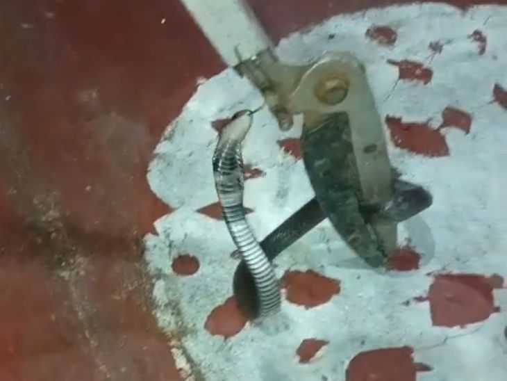 A two and a half feet long snake entered a house in Sagar
