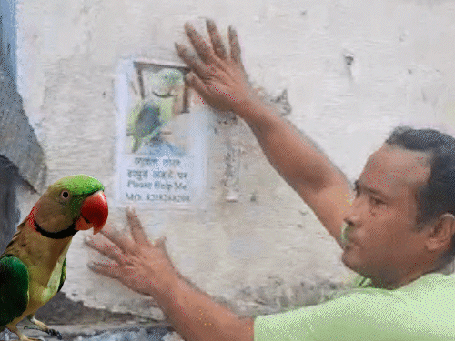 Family parrot 'Kittu' goes missing in Meerut