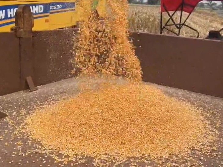 Bumper arrival of maize in Manawar market | मनावर कृषि-मंडी में 3 से 4 ...