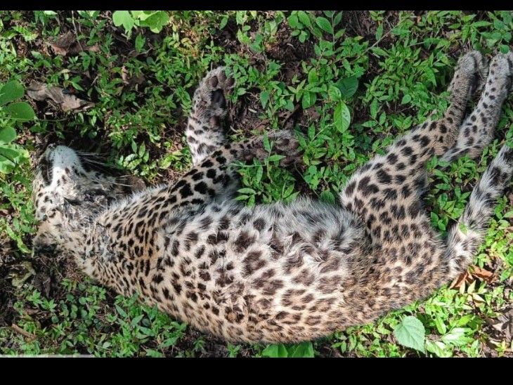 Three leopard cubs died in Itarsi forest. | इटारसी के जंगल में तेंदुए ...