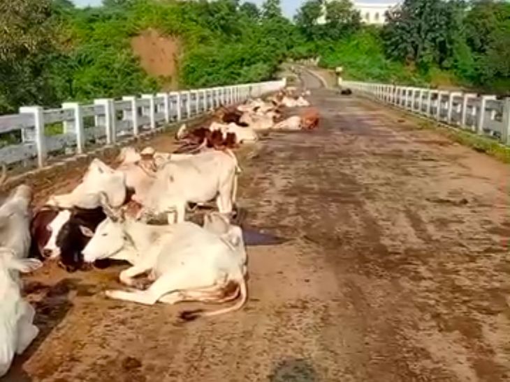 2 dozen cattle camp permanently on Bhavarsen bridge | भवरसेन पुल पर 2 ...