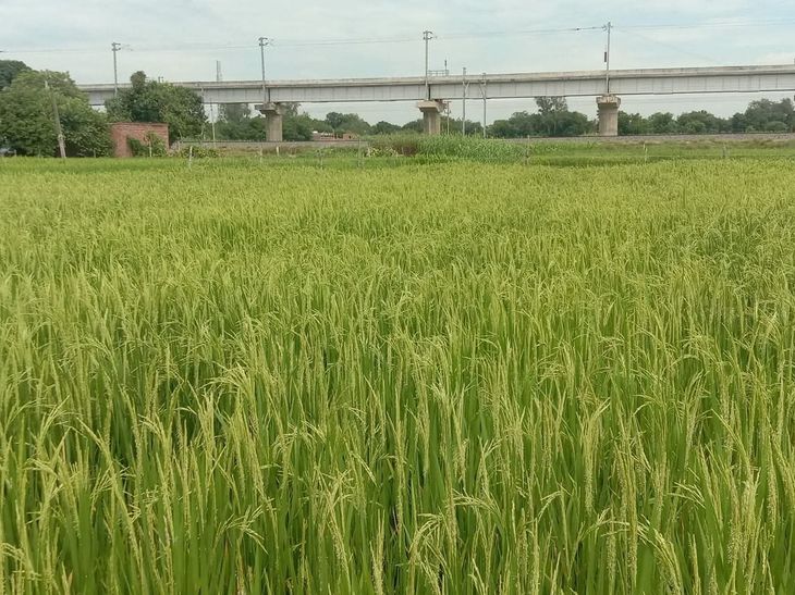 Paddy benefits from last phase of rain in Prayagraj
