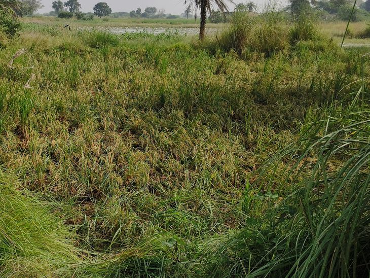 Rain and wind destroyed paddy crops in Siryaba, Auraiya. | औरैया के ...