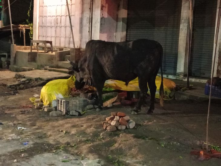 Stray animals create havoc in Nagra, vegetable traders suffer losses