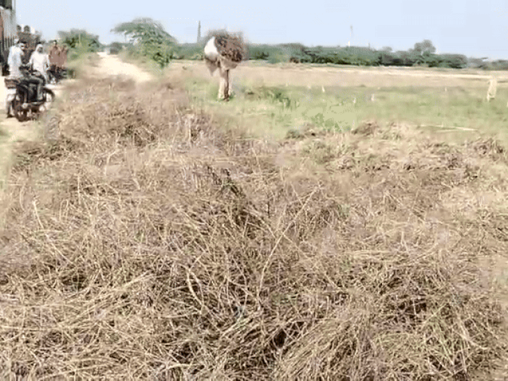 Nuh Mewat farmer's Dhaincha crop invites accidents | नूंह में सड़क पर ...