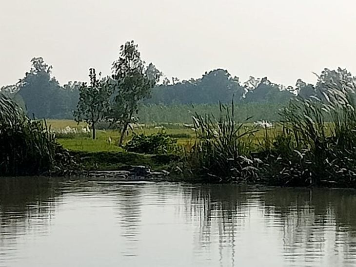 Crocodile spotted on the banks of the Sharda Canal in Hardoi
