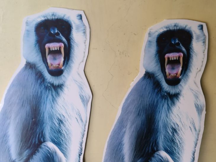 The Municipal Corporation will install cutouts of langurs to ward off ...