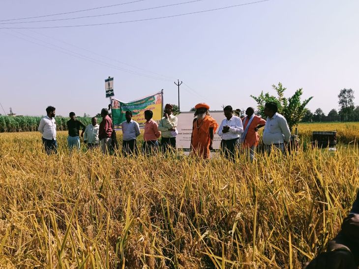 Direct sowing of paddy yields 36.5 quintals per acre | धान की सीधी ...