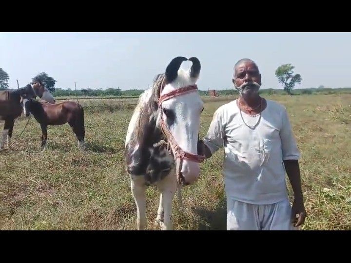 The splendor of Bateshwar fair begins