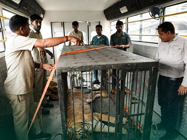 Chhattisgarh tigress Bijli dies in Vantara | छत्तीसगढ़ की बाघिन 'बिजली ...