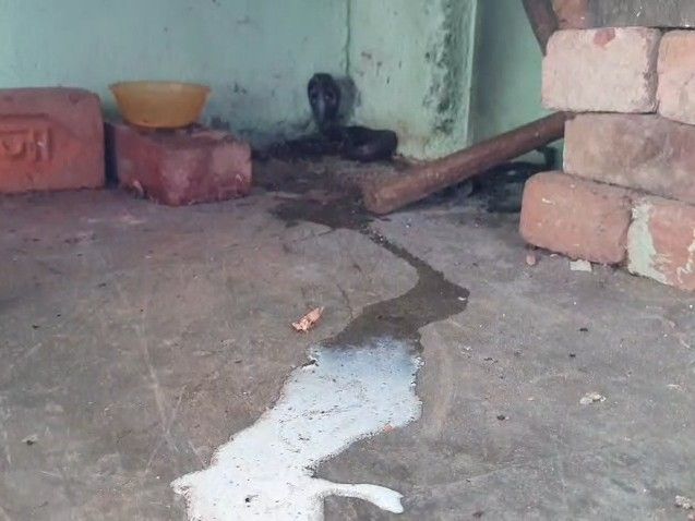A 4-foot-long snake was spotted in the house before Diwali. | दीपावली ...
